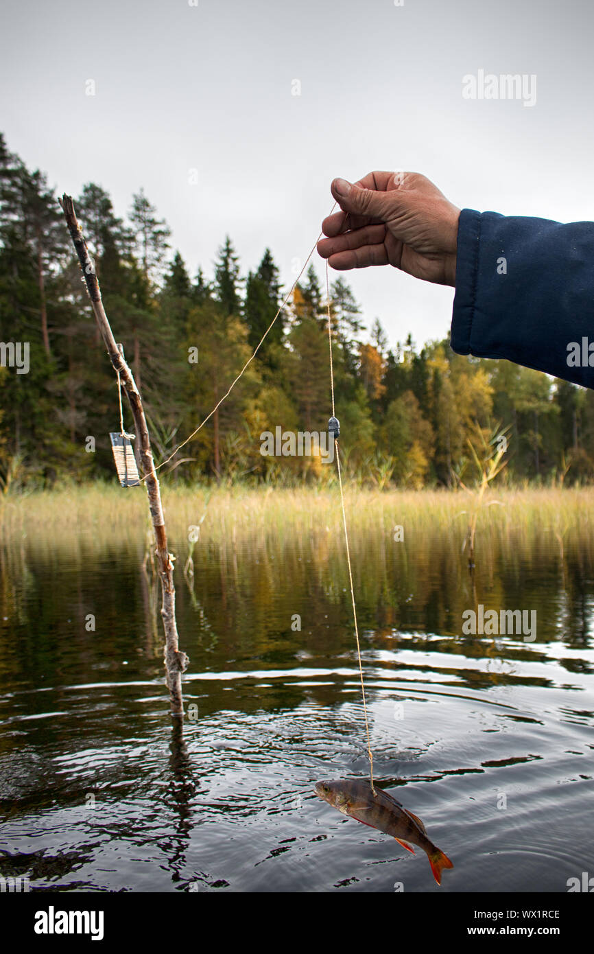 procedure of pike fishing in special trap Stock Photo - Alamy