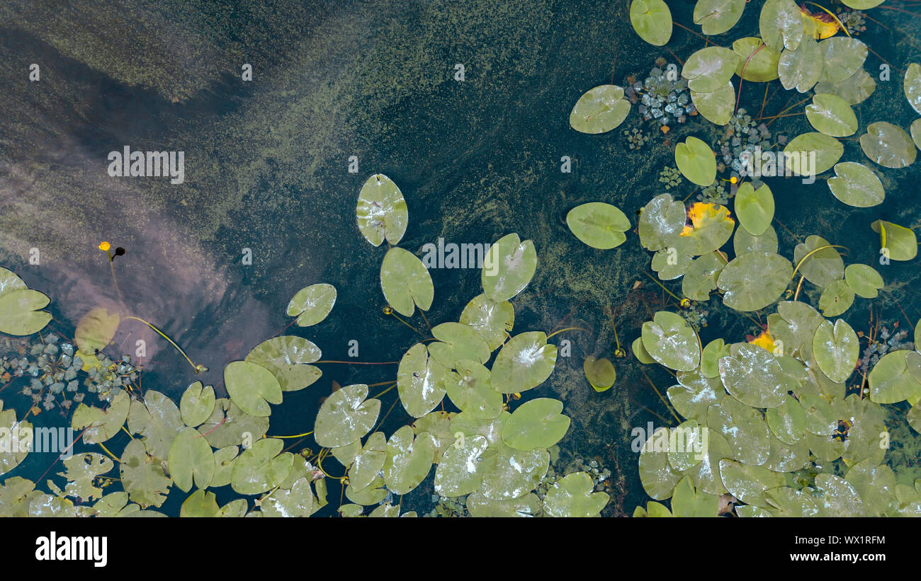 Beautiful white and yellow waterlily or lotus flower in pond. Aerial ...