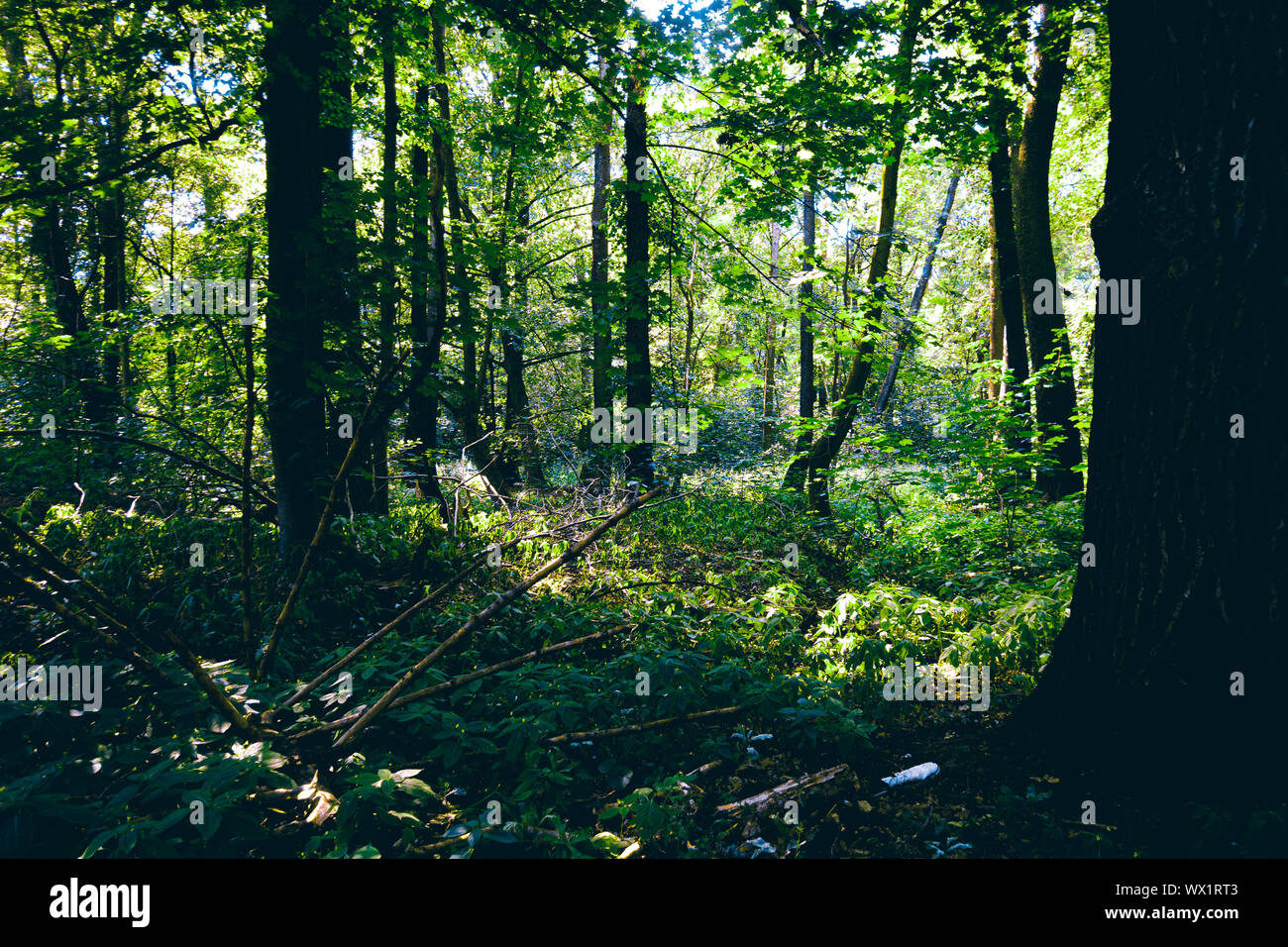 rural german forest in beautiful colors Stock Photo - Alamy
