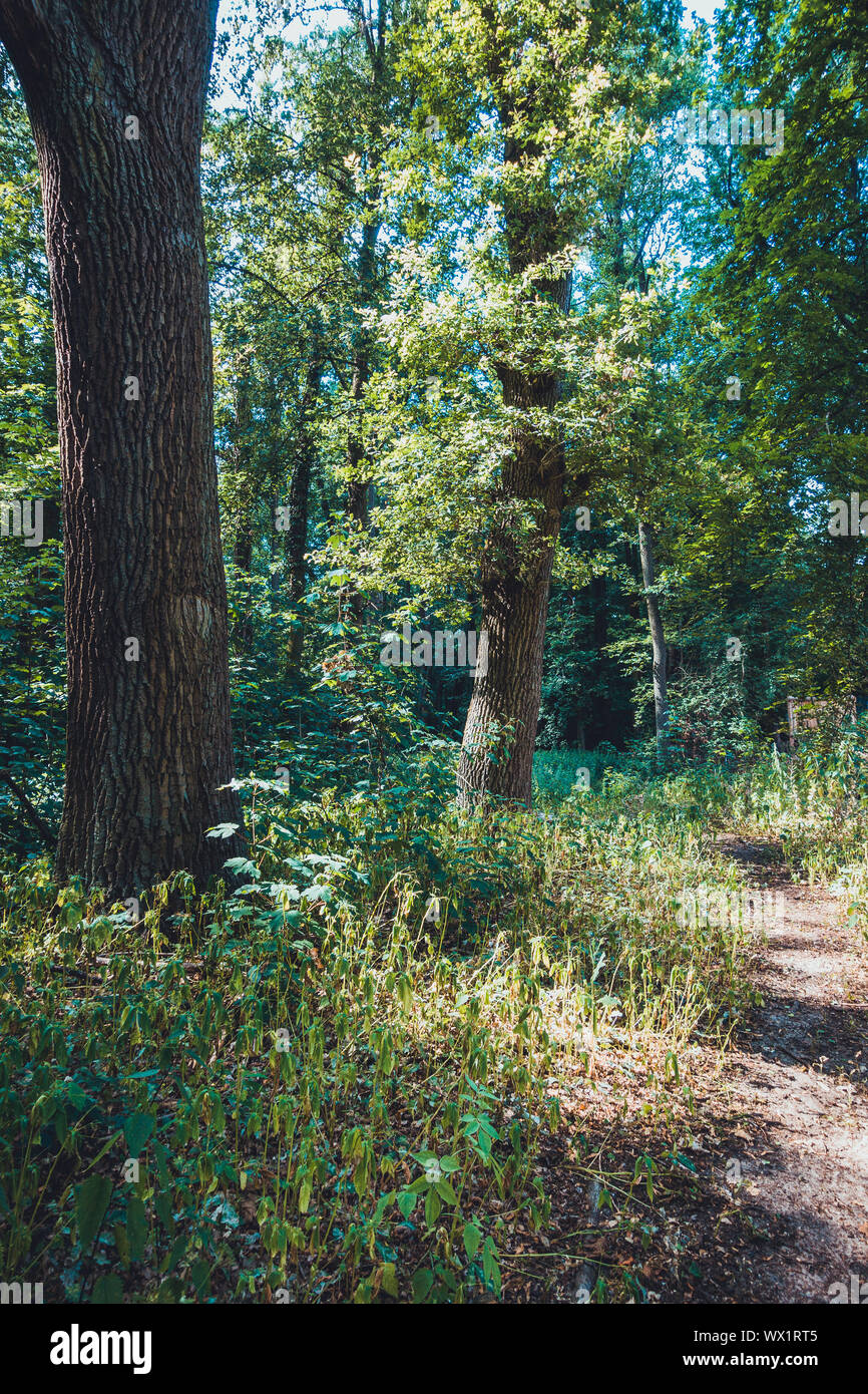 rural german forest in beautiful colors Stock Photo - Alamy