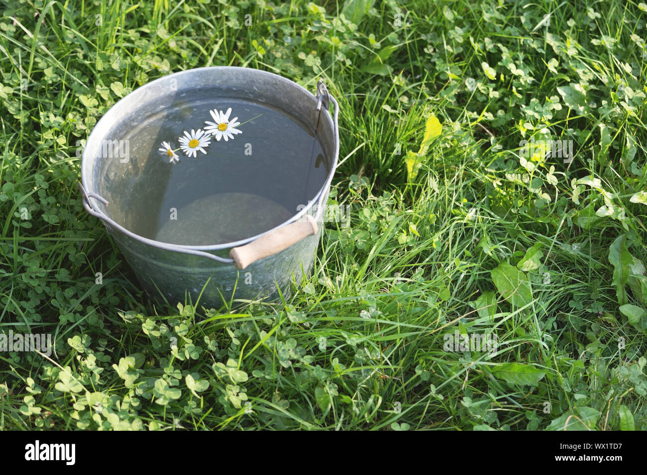 A wild daisy flower floats in a bucket full of clean water that is ...