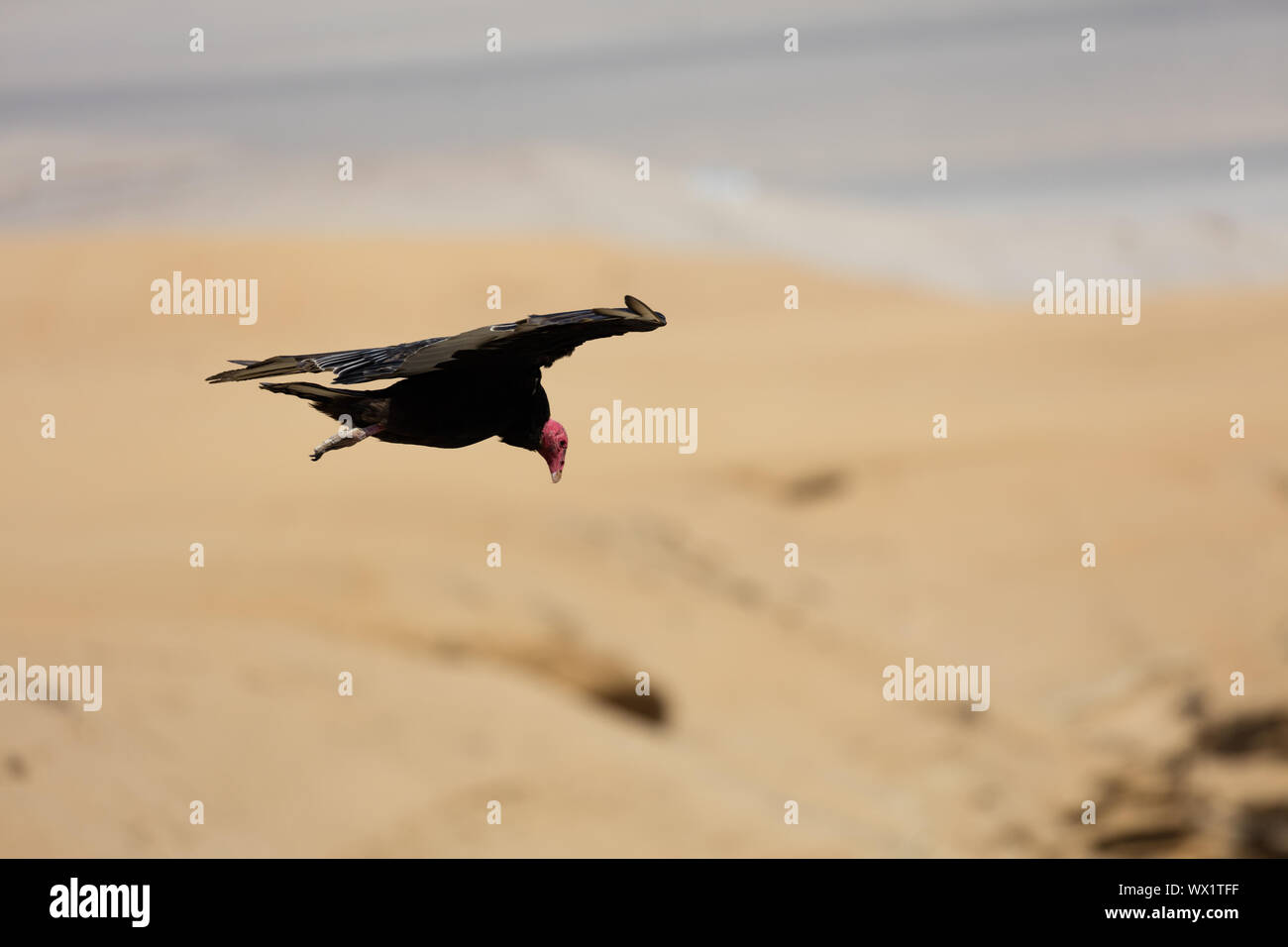 andean condor in flight Stock Photo - Alamy