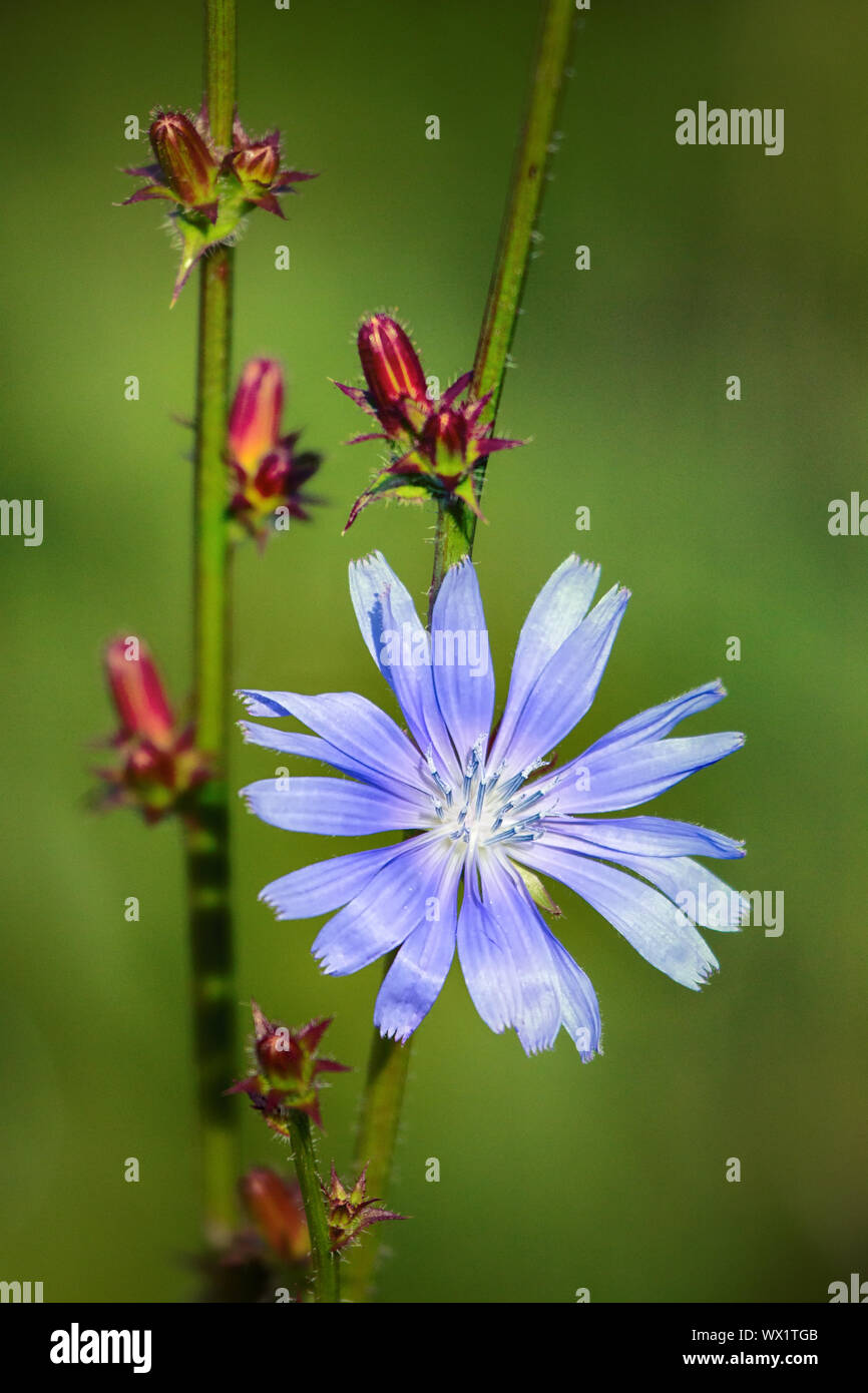 blue dandelion flower and bud close up Stock Photo - Alamy