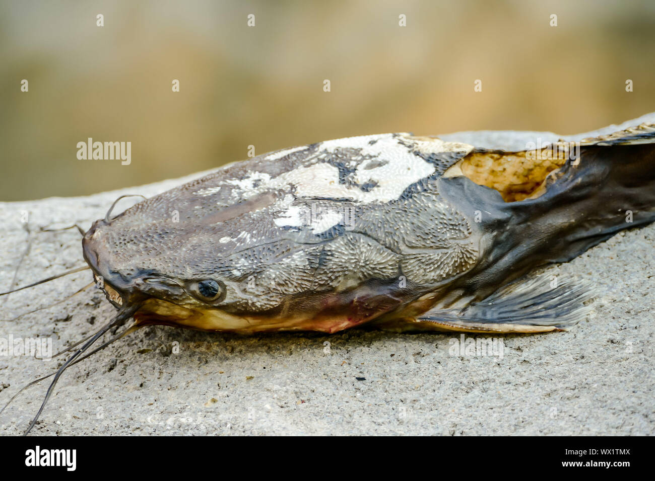 Beautiful dead fish hi-res stock photography and images - Alamy