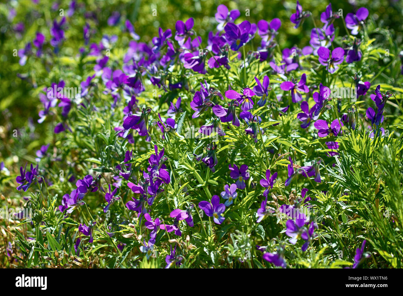 Blue marine violet (Viola odorata maritima) in middle of summer Stock ...