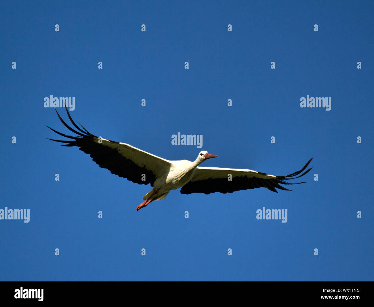 Flying white stork Stock Photo - Alamy