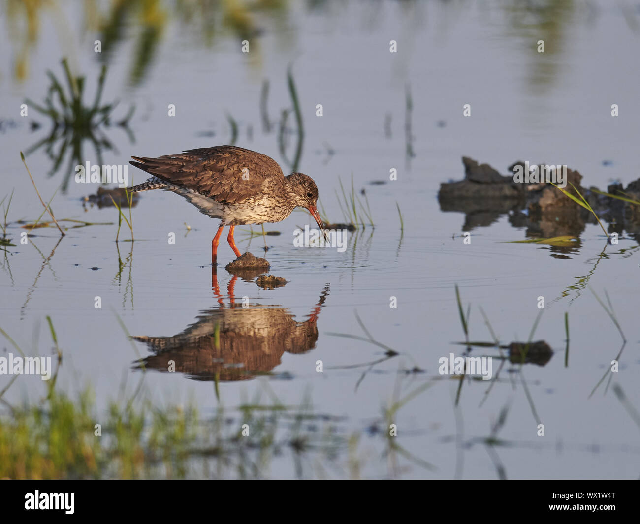Redshank bird hi-res stock photography and images - Alamy