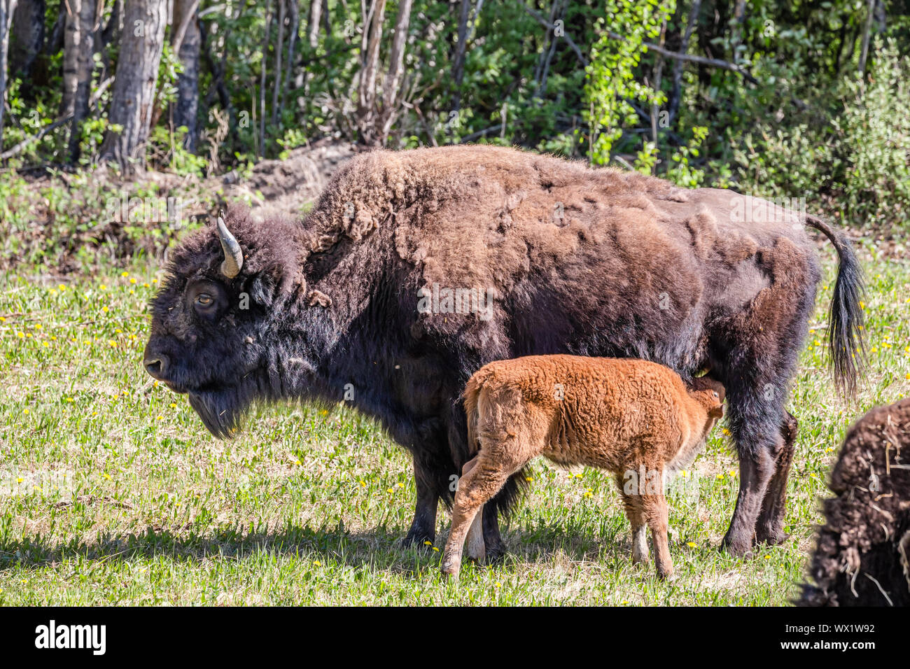 Baby buffalo feeding from mother along the Alaska Highway in Yukon ...