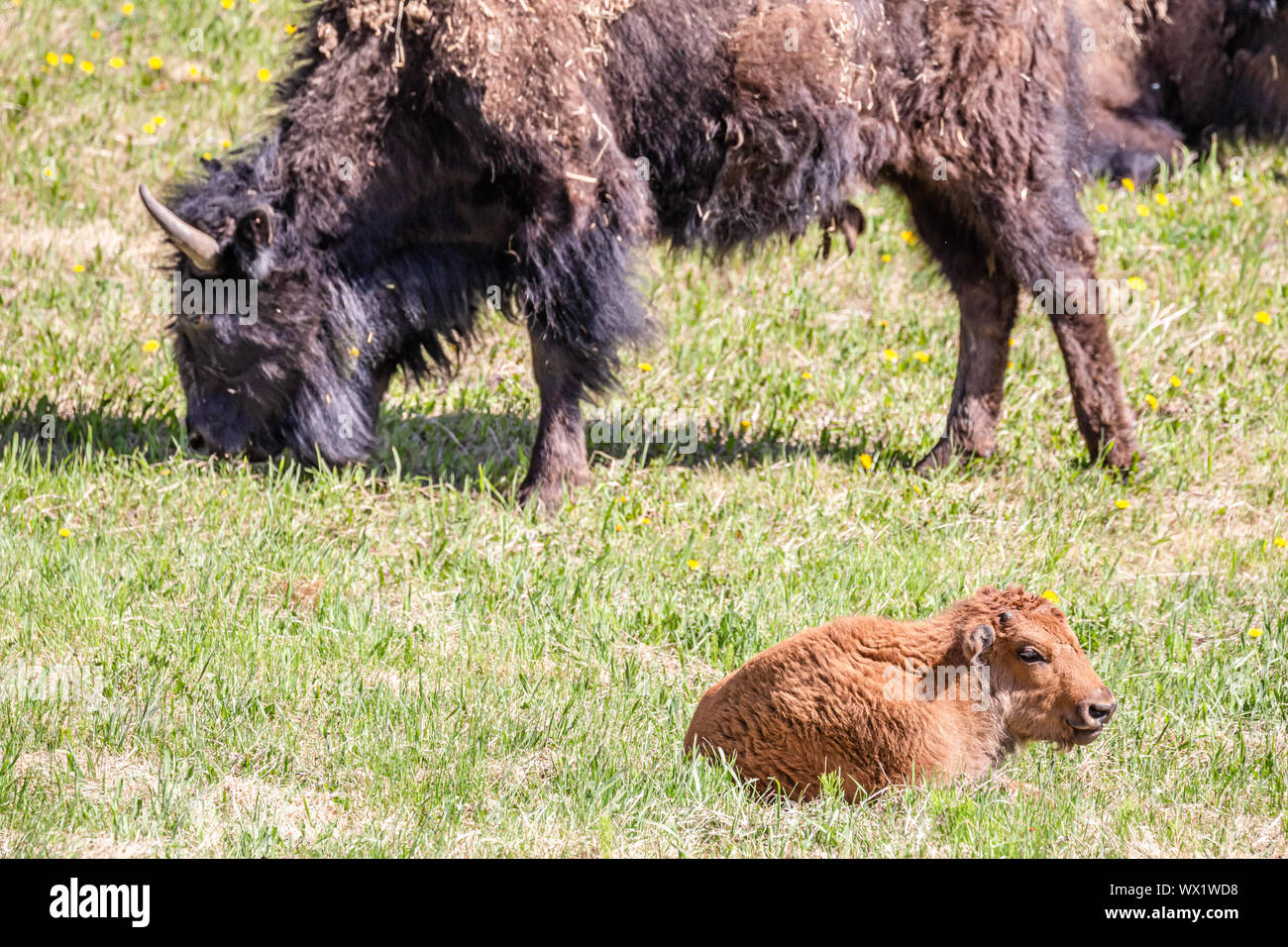 Baby bison hi-res stock photography and images - Alamy