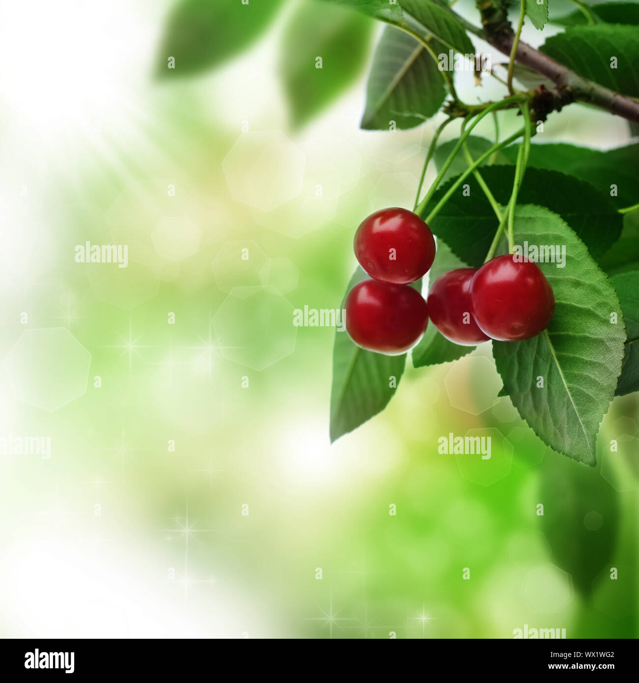 Cherry collage element hi-res stock photography and images - Alamy
