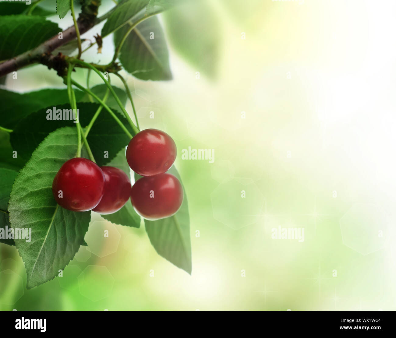 Cherry collage element hi-res stock photography and images - Alamy