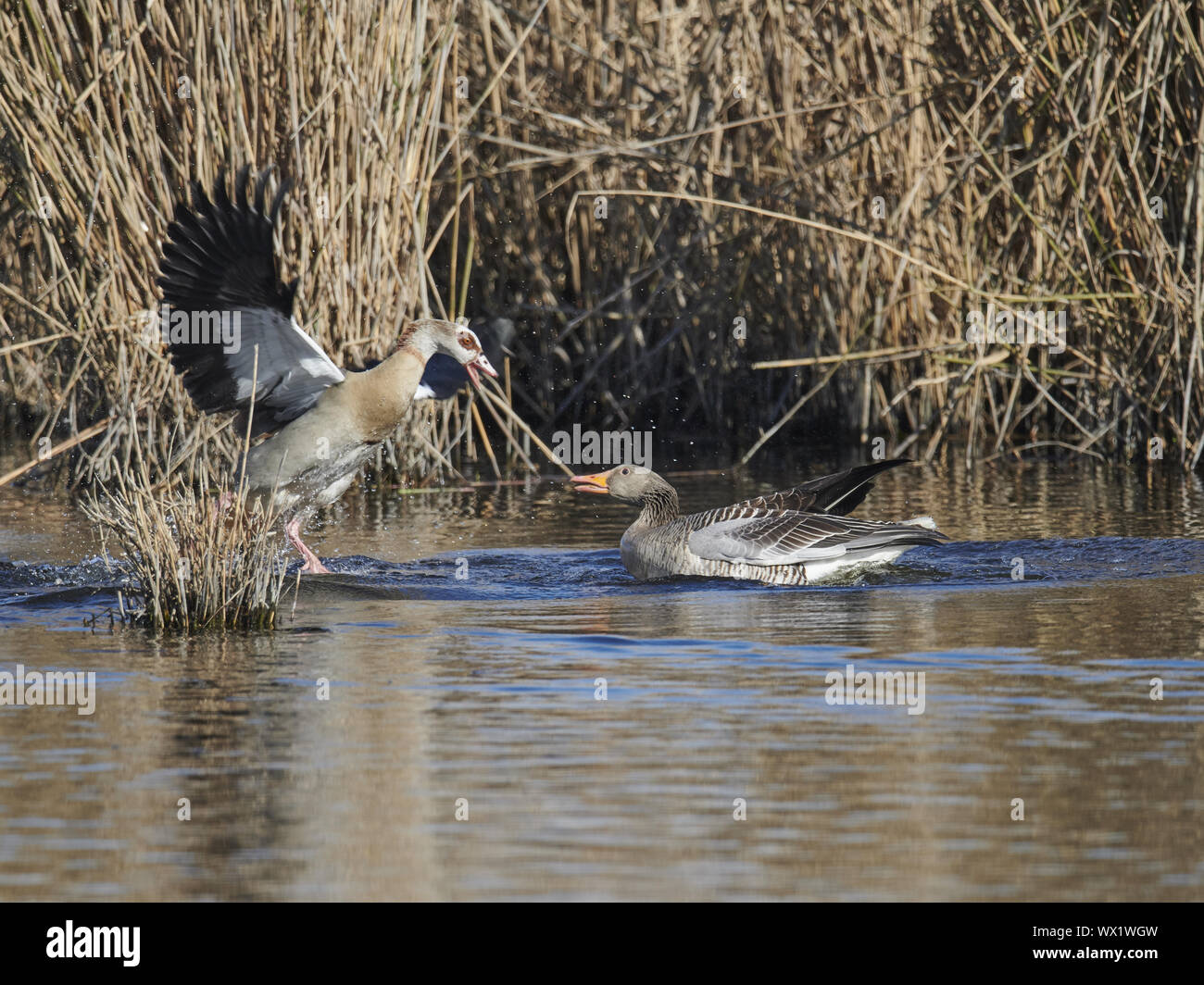 One egyptian goose hi-res stock photography and images - Alamy