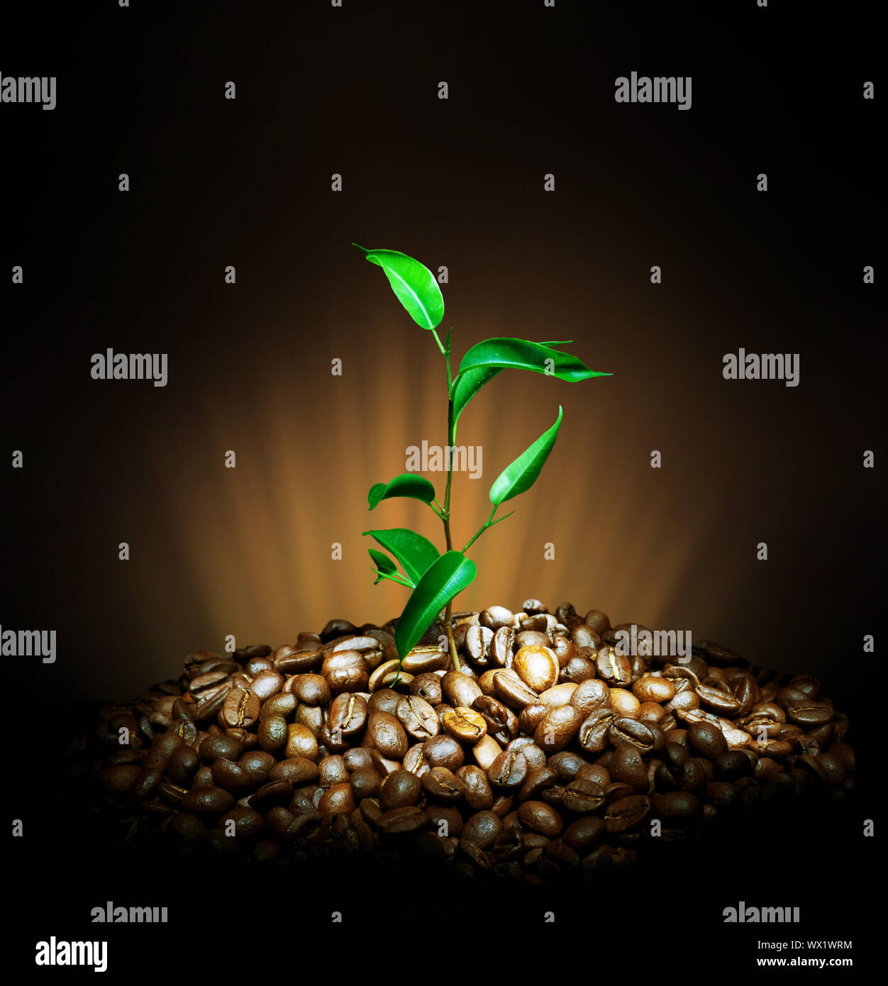 Coffee bean sprout hi-res stock photography and images - Alamy