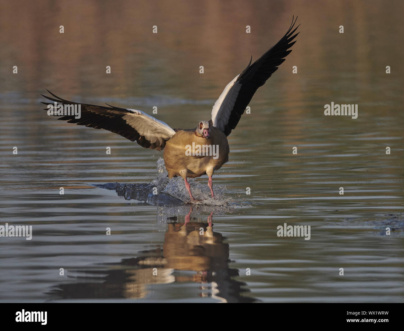 Nile red hi-res stock photography and images - Alamy