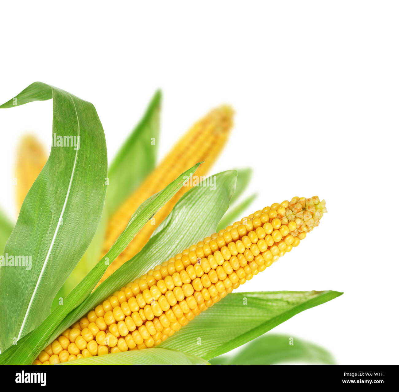 Sweet Corn Border Stock Photo - Alamy