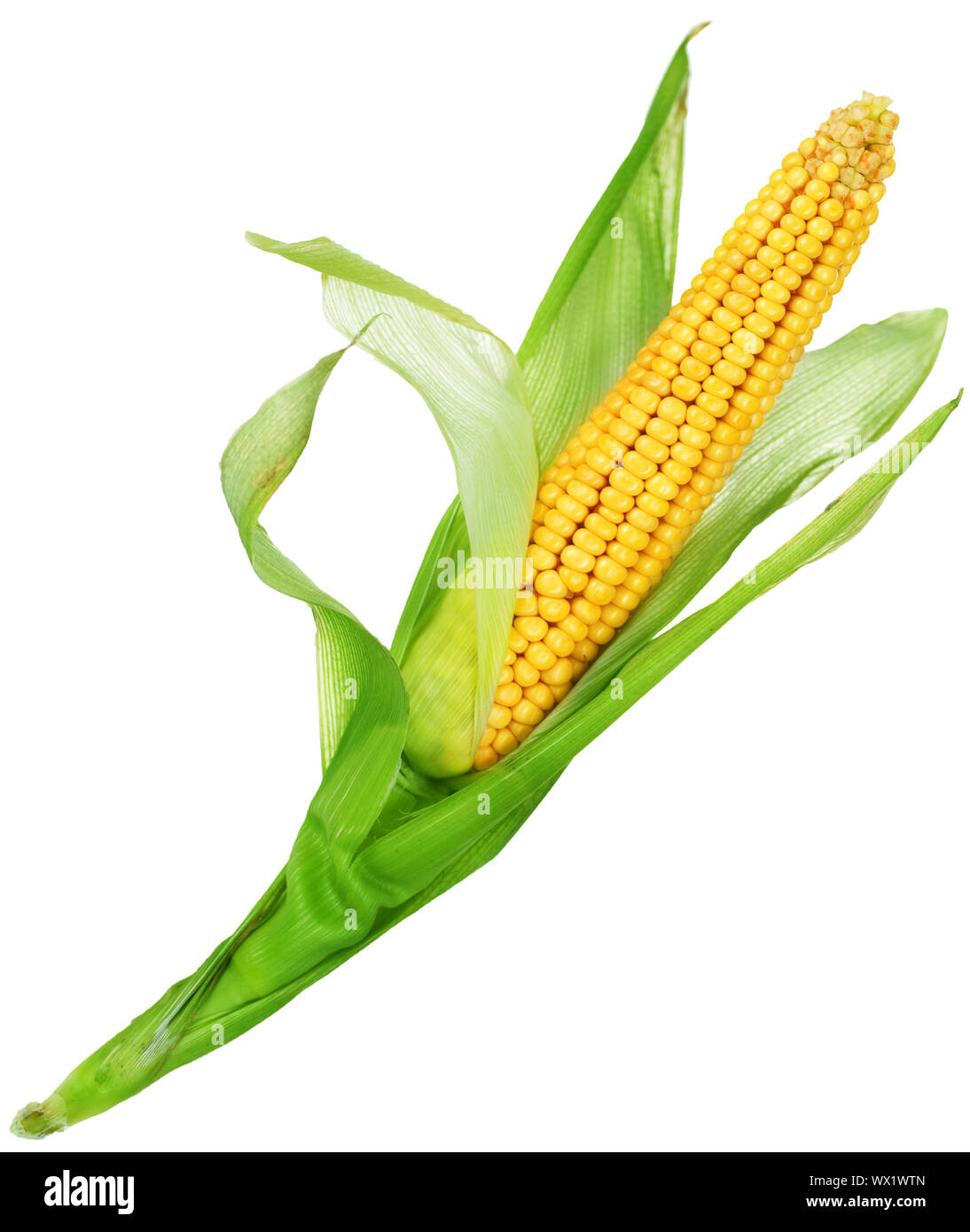 Corn Over White Stock Photo - Alamy