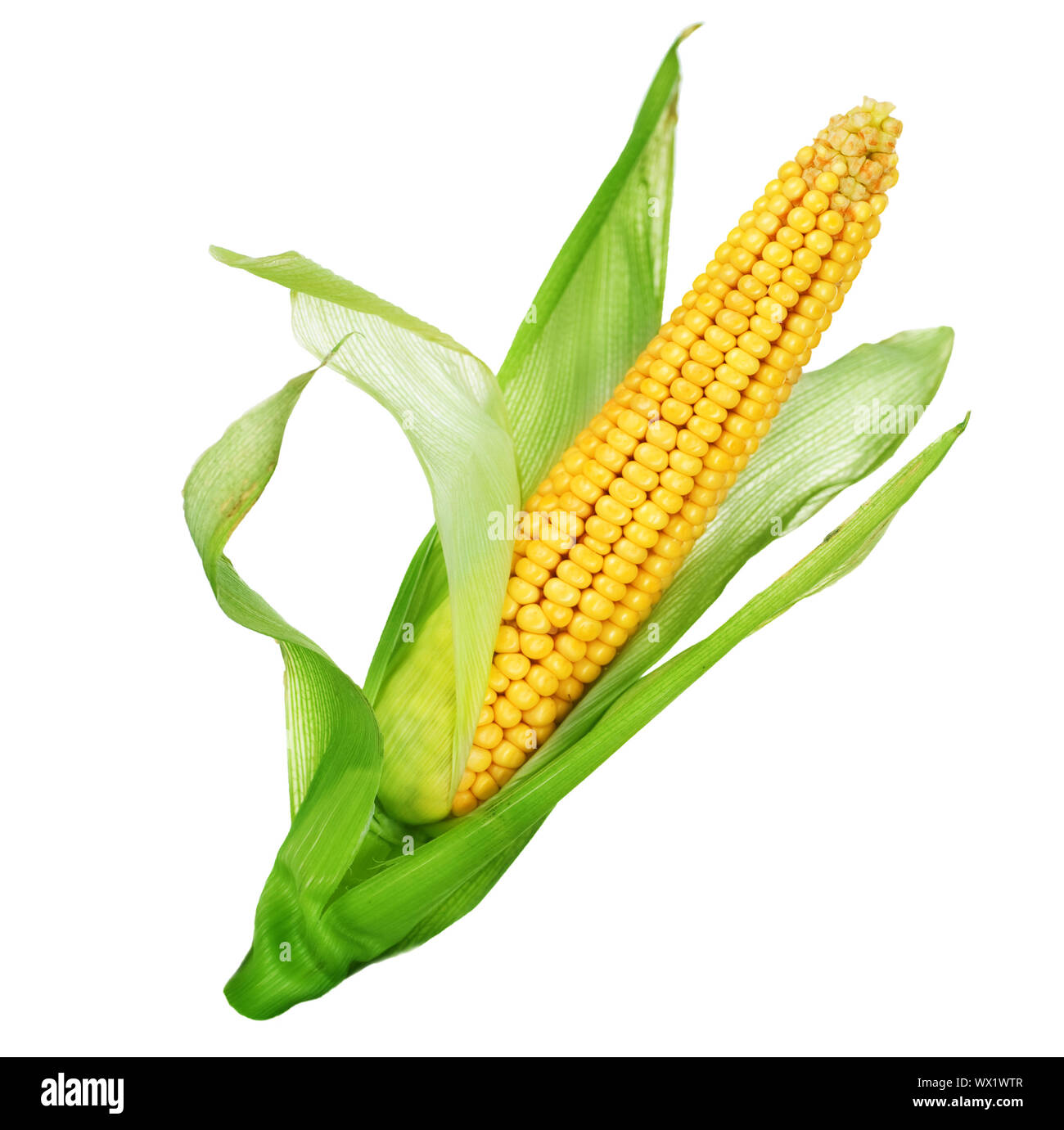Corn Isolated On White Stock Photo - Alamy