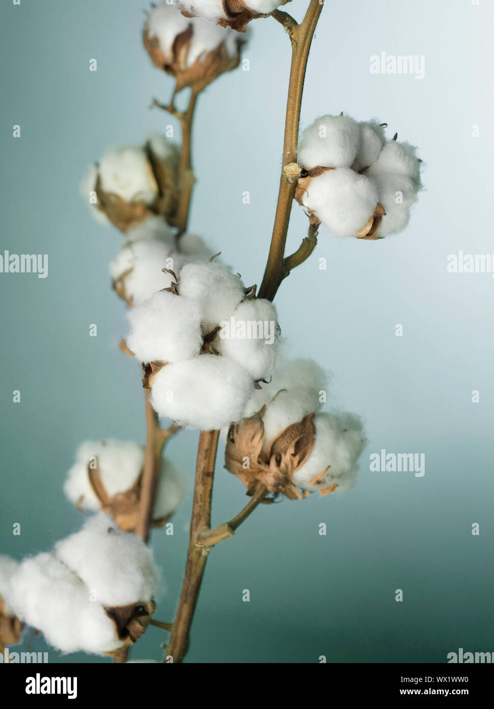 Cotton boll weaver hi-res stock photography and images - Alamy