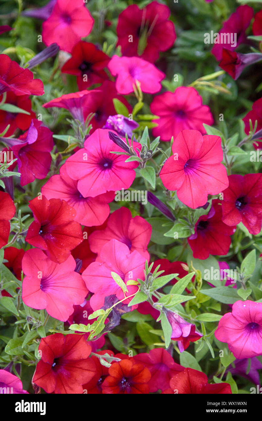 Flowers on Parisian squares and parks Stock Photo - Alamy