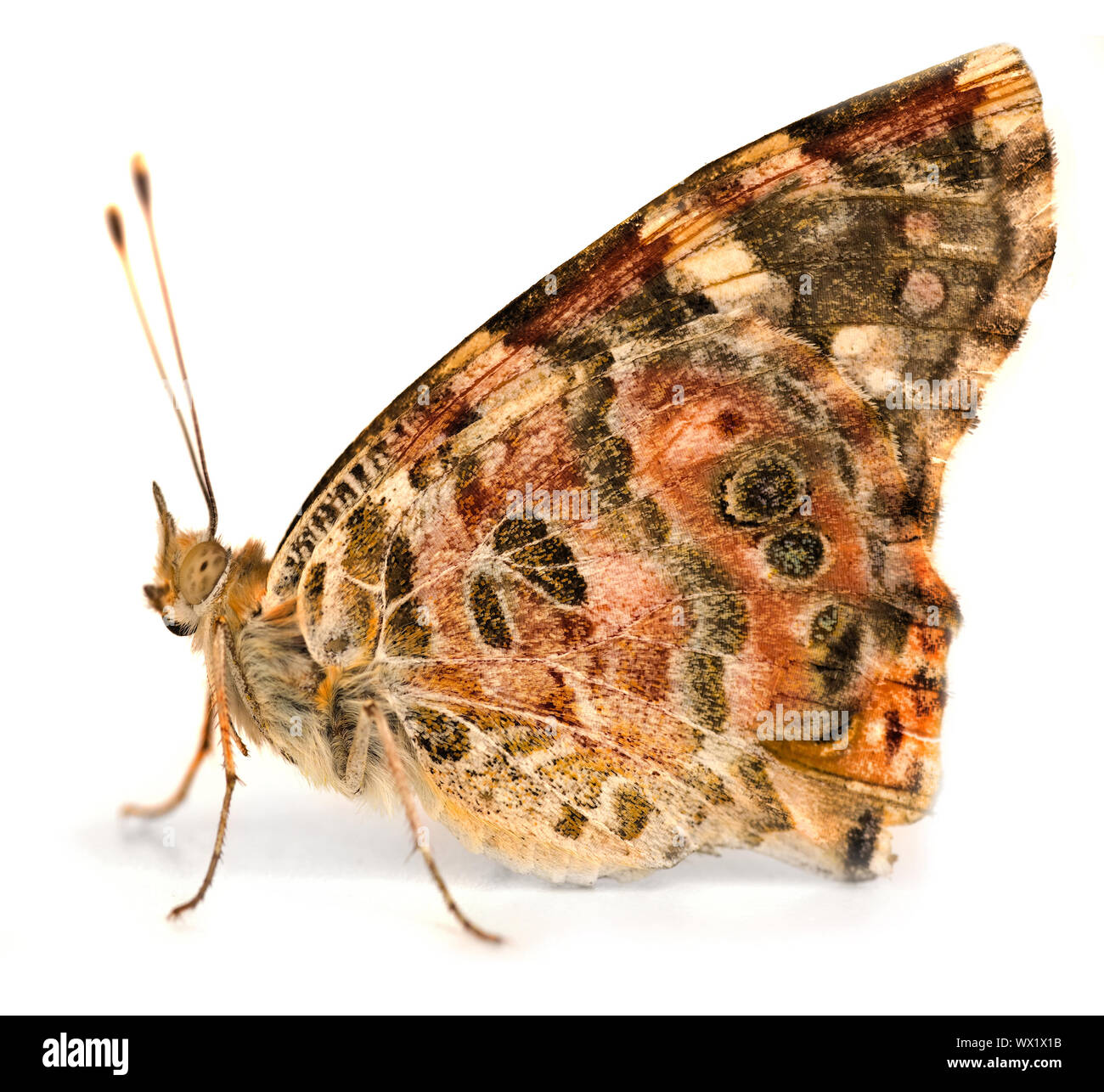 Beautiful Butterfly. Studio Isolated Stock Photo - Alamy