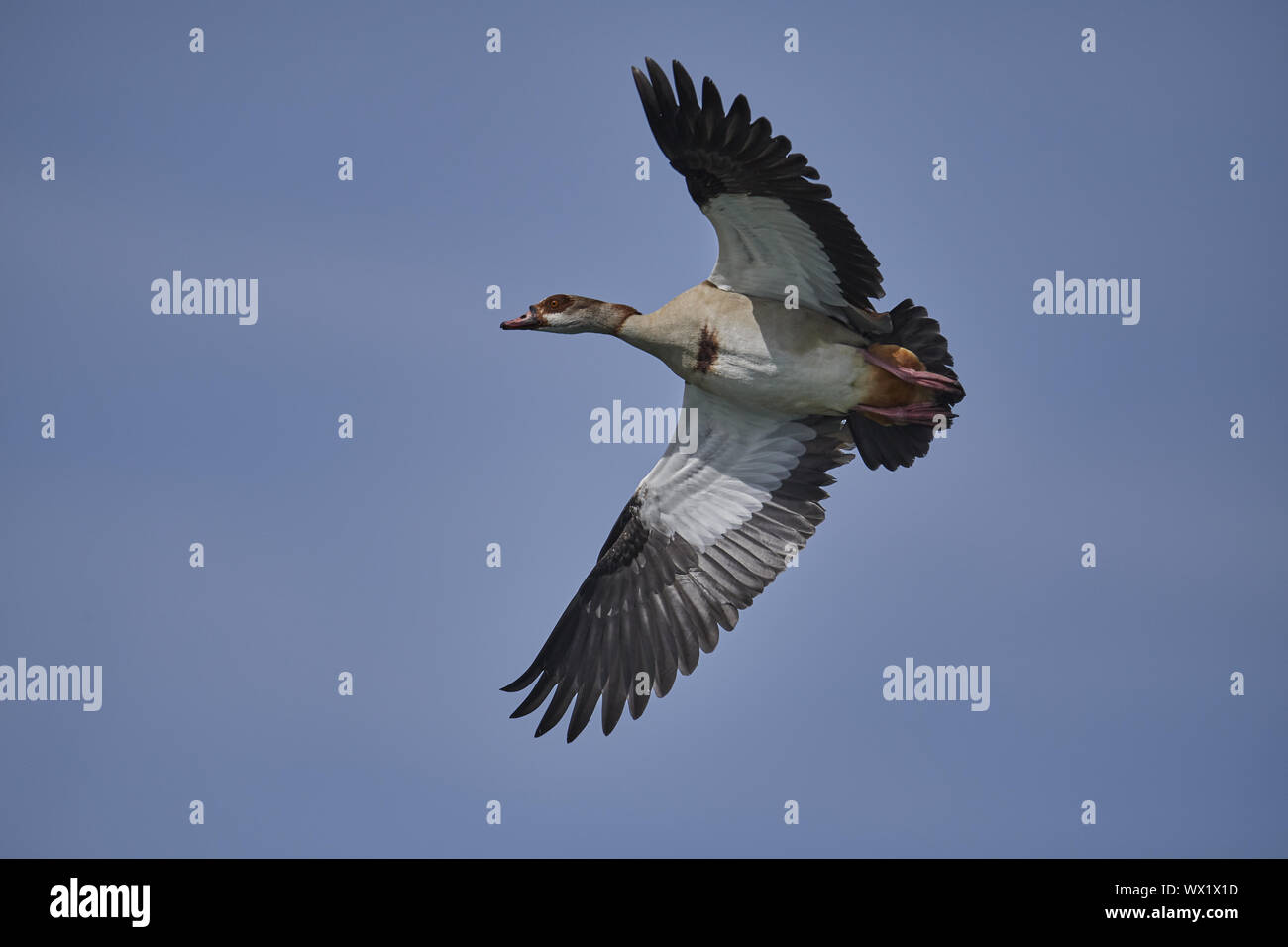 Animal goose hi-res stock photography and images - Alamy