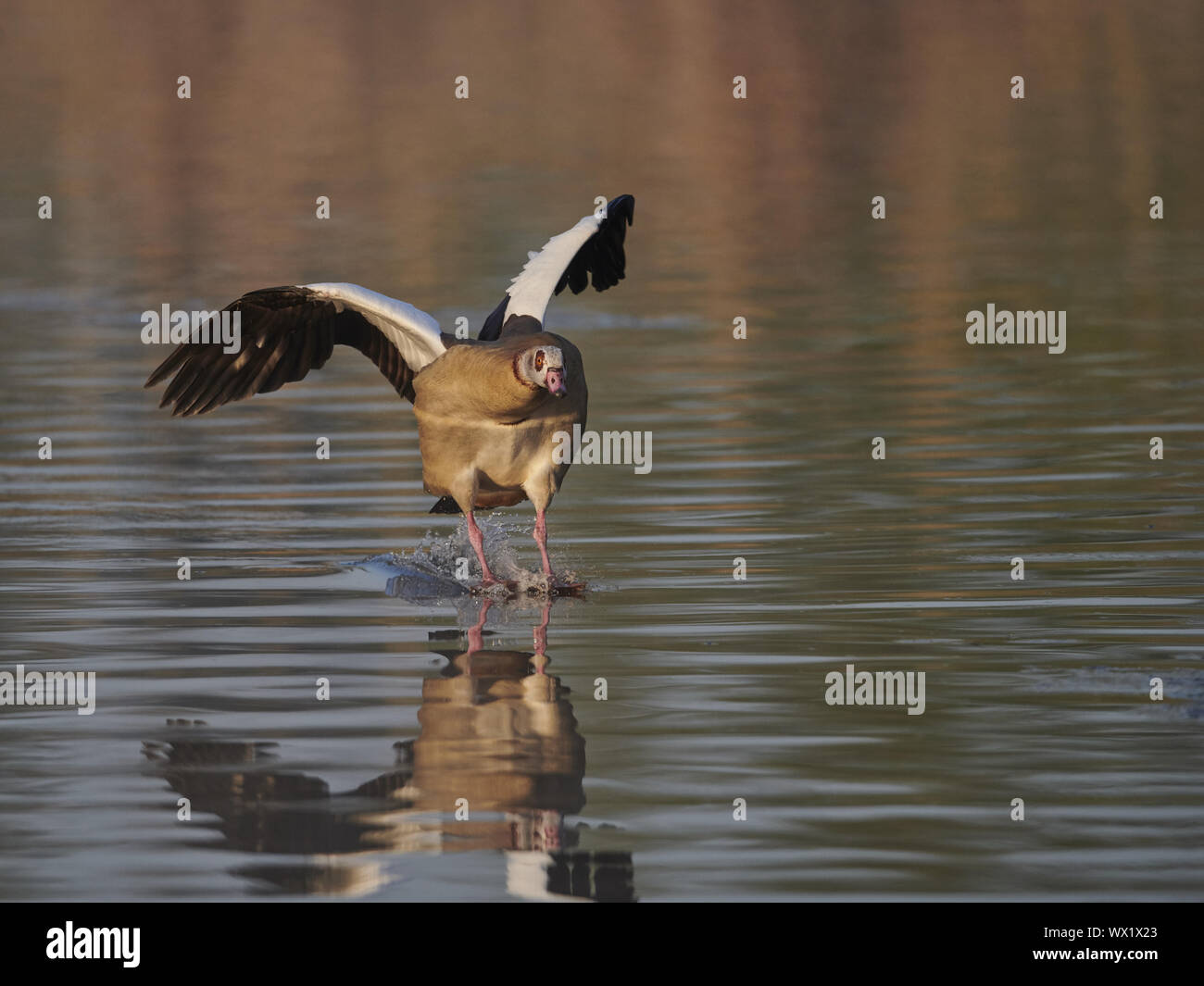 Nile geese hi-res stock photography and images - Alamy