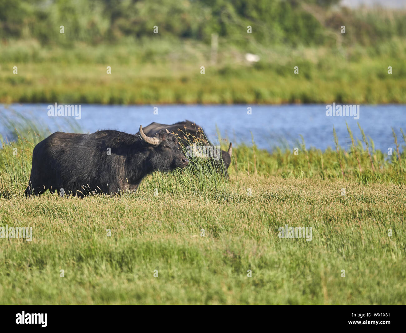 Wasserbuffeln hi-res stock photography and images - Alamy