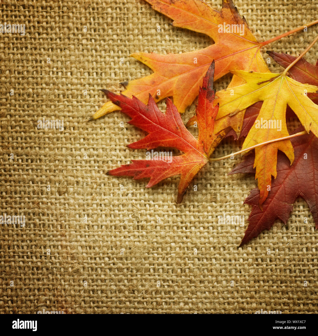 Autumn Leaves over Burlap background Stock Photo - Alamy