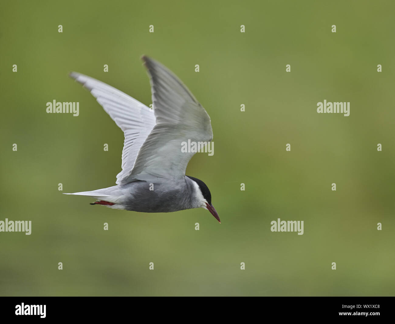 Whiskered animals hi-res stock photography and images - Alamy