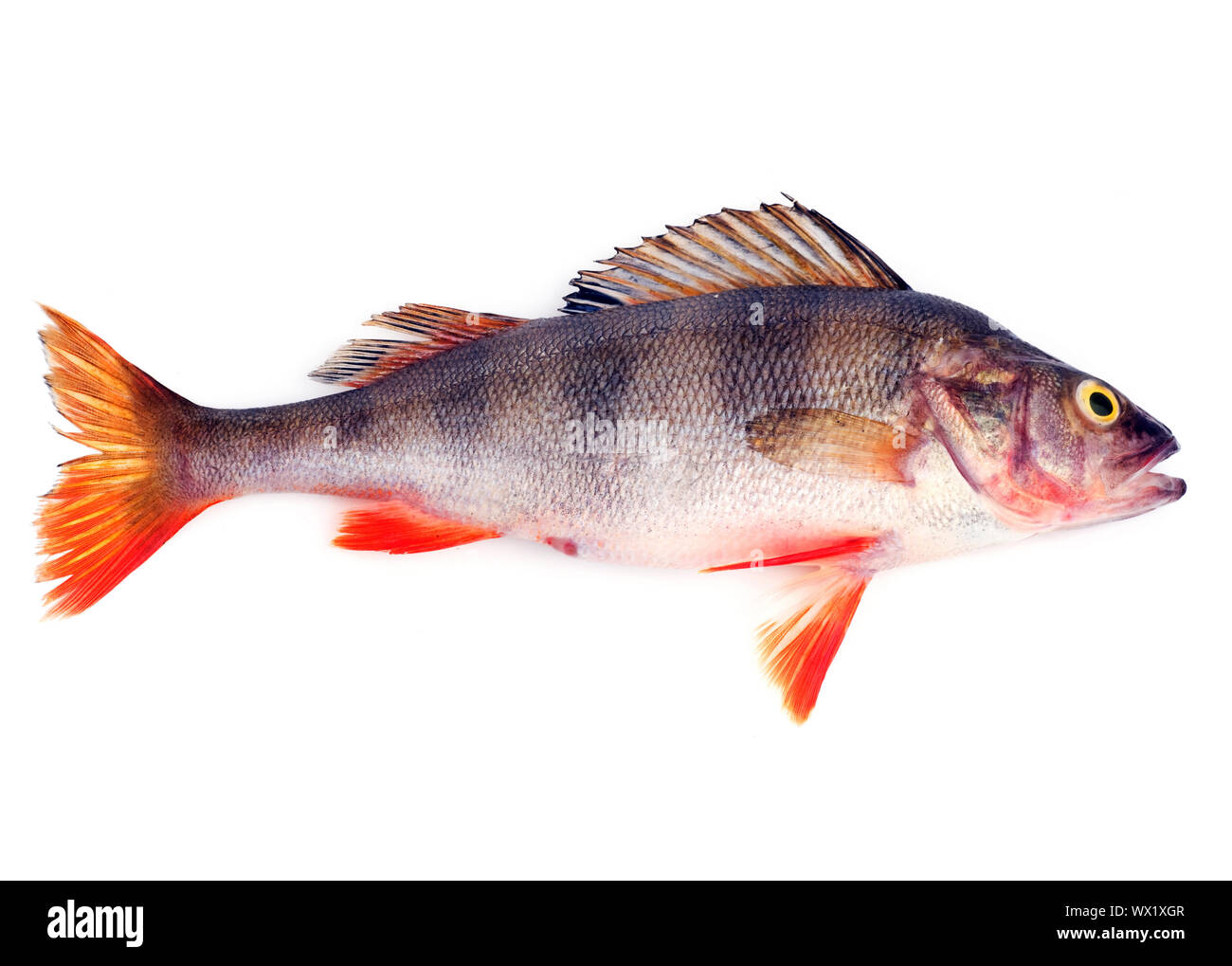 Real perch hi-res stock photography and images - Alamy