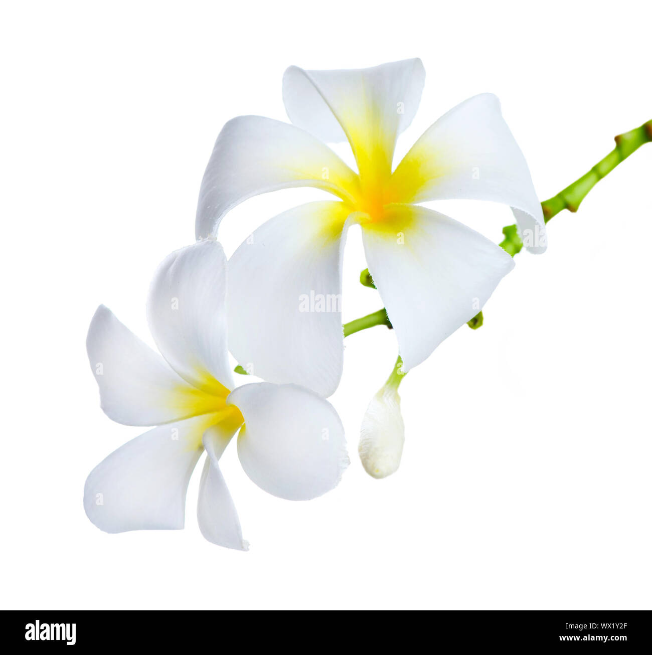 Frangipani Spa Flowers border.Plumeria Stock Photo - Alamy