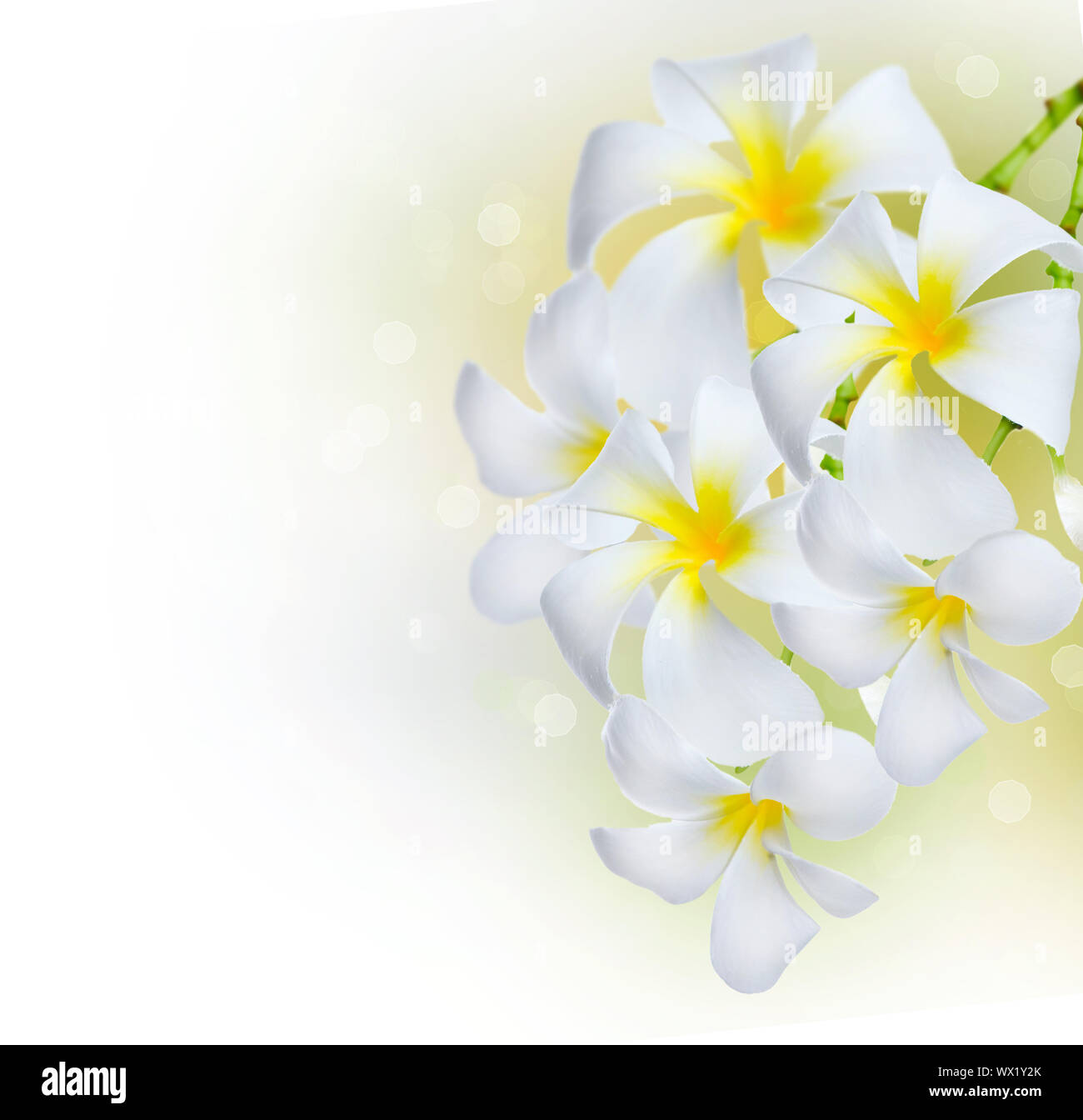 Frangipani spa flowers border plumeria hi-res stock photography and ...