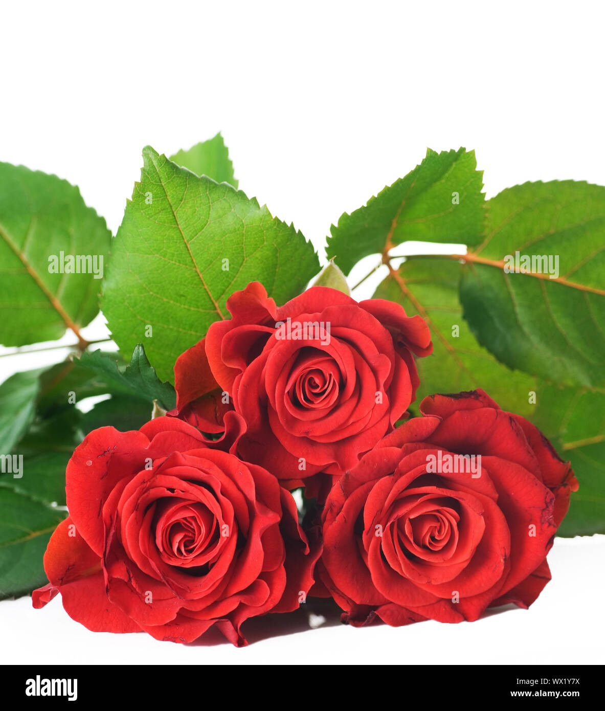 Beautiful Red Roses Over White Stock Photo - Alamy