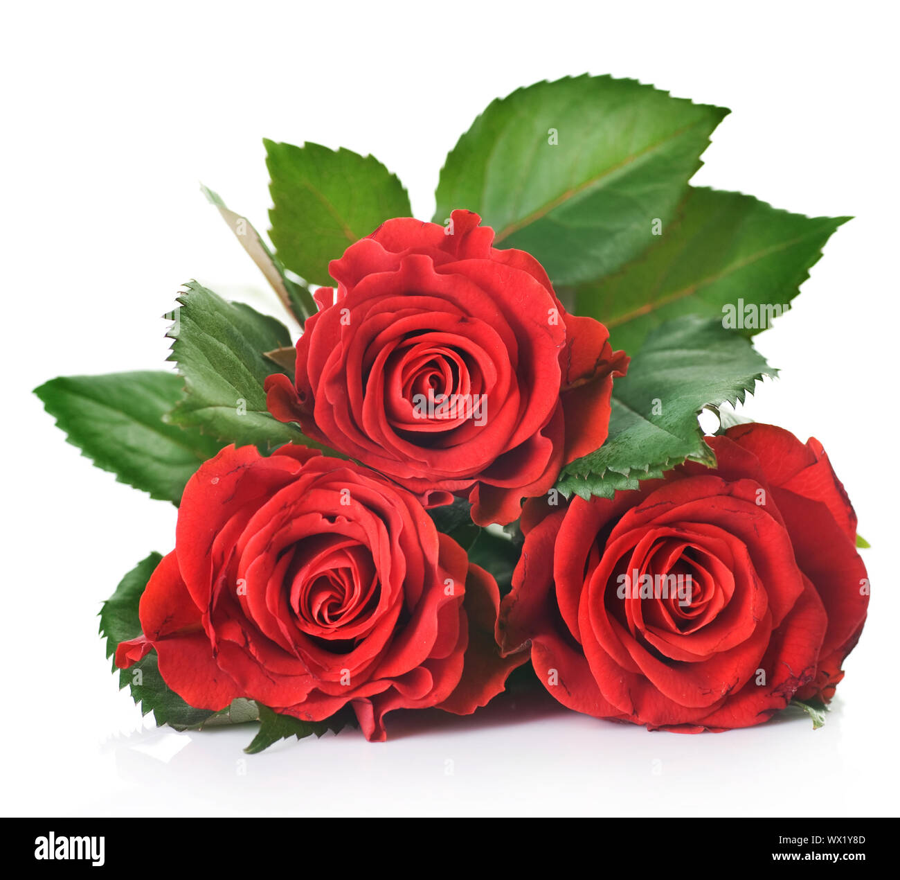 Beautiful Red Roses Stock Photo - Alamy