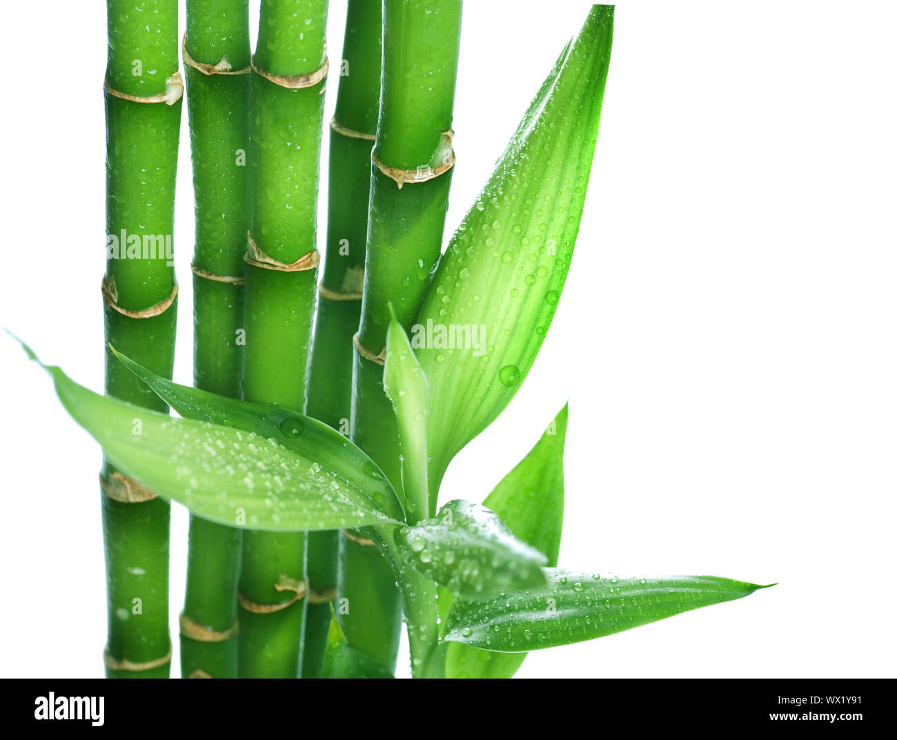 Bamboo isolated on white Stock Photo - Alamy