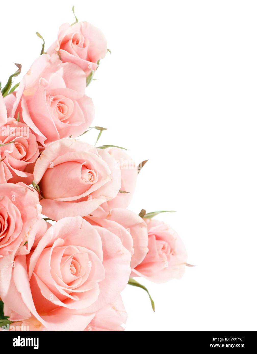 Beautiful Roses Border Stock Photo - Alamy