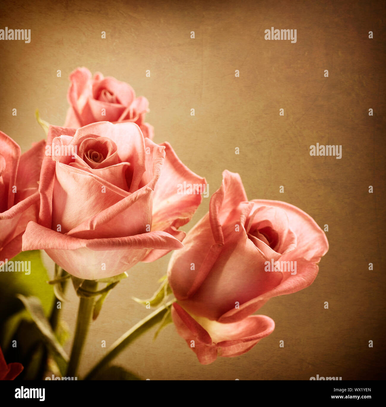 Beautiful Pink Roses. Vintage Styled. Sepia toned Stock Photo - Alamy