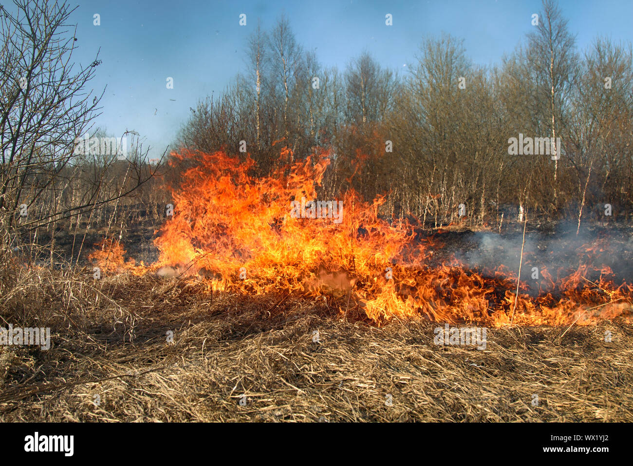 Dry grass blazes among bushes, fire in bushes area Stock Photo - Alamy