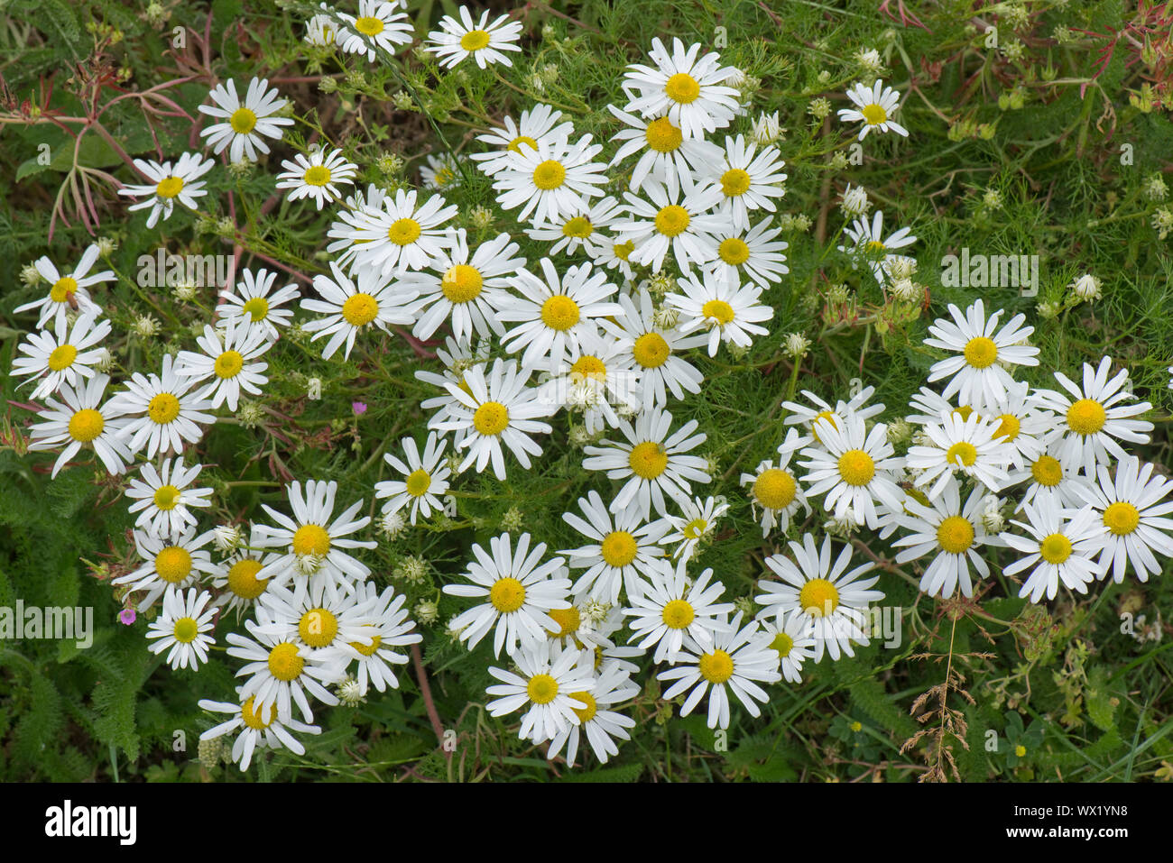 False chamomile hi-res stock photography and images - Alamy