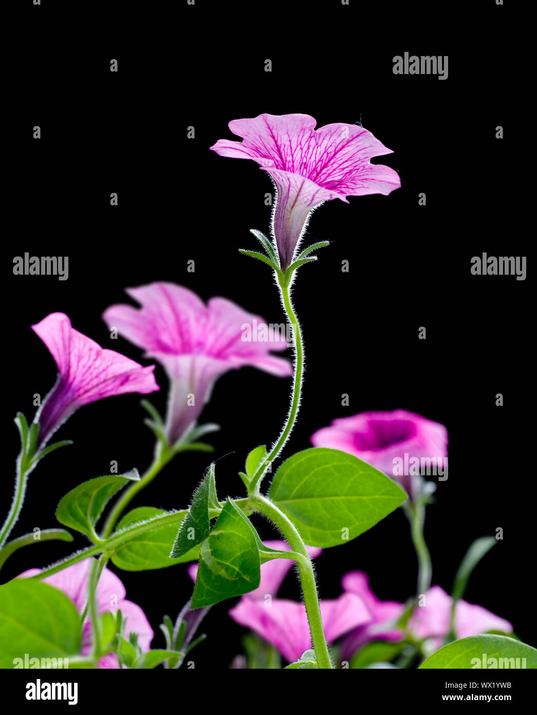 Bluebell border with copy space hi-res stock photography and images - Alamy