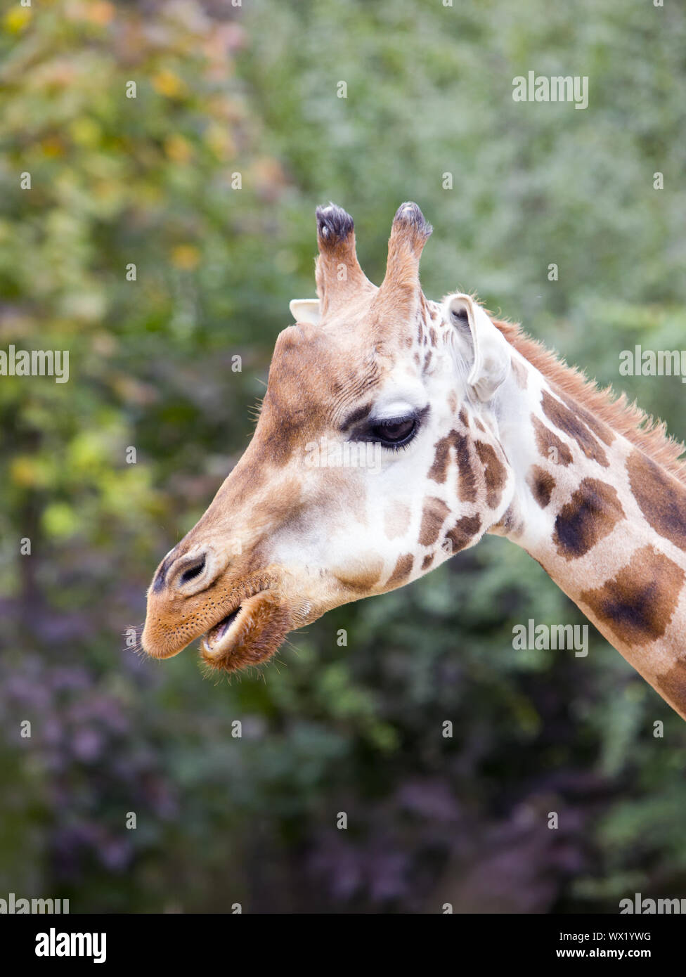 Green giraffes hi-res stock photography and images - Alamy