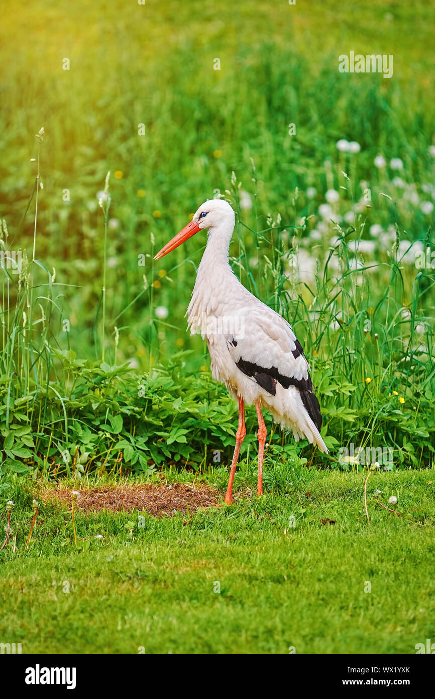 Watching avian hi-res stock photography and images - Alamy