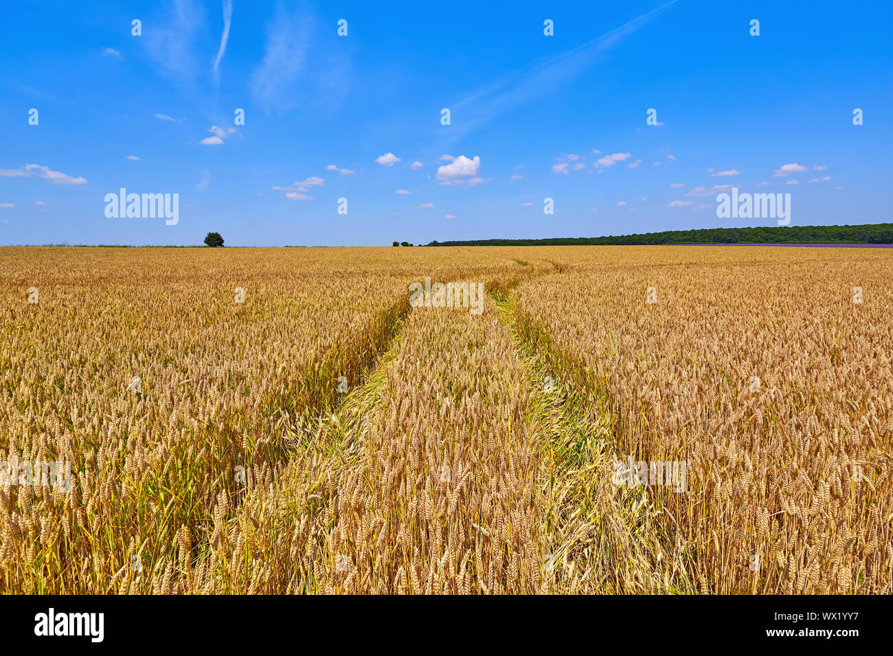 Field of Rye Stock Photo - Alamy