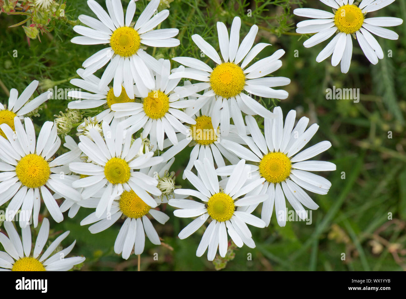 False chamomile hi-res stock photography and images - Alamy