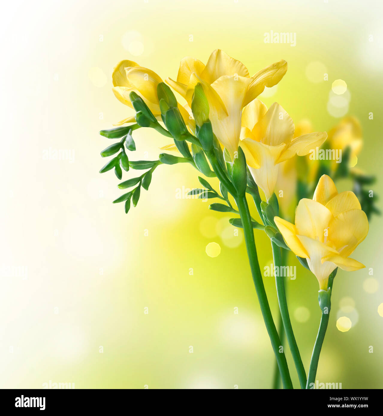 White freesia stems hi-res stock photography and images - Alamy