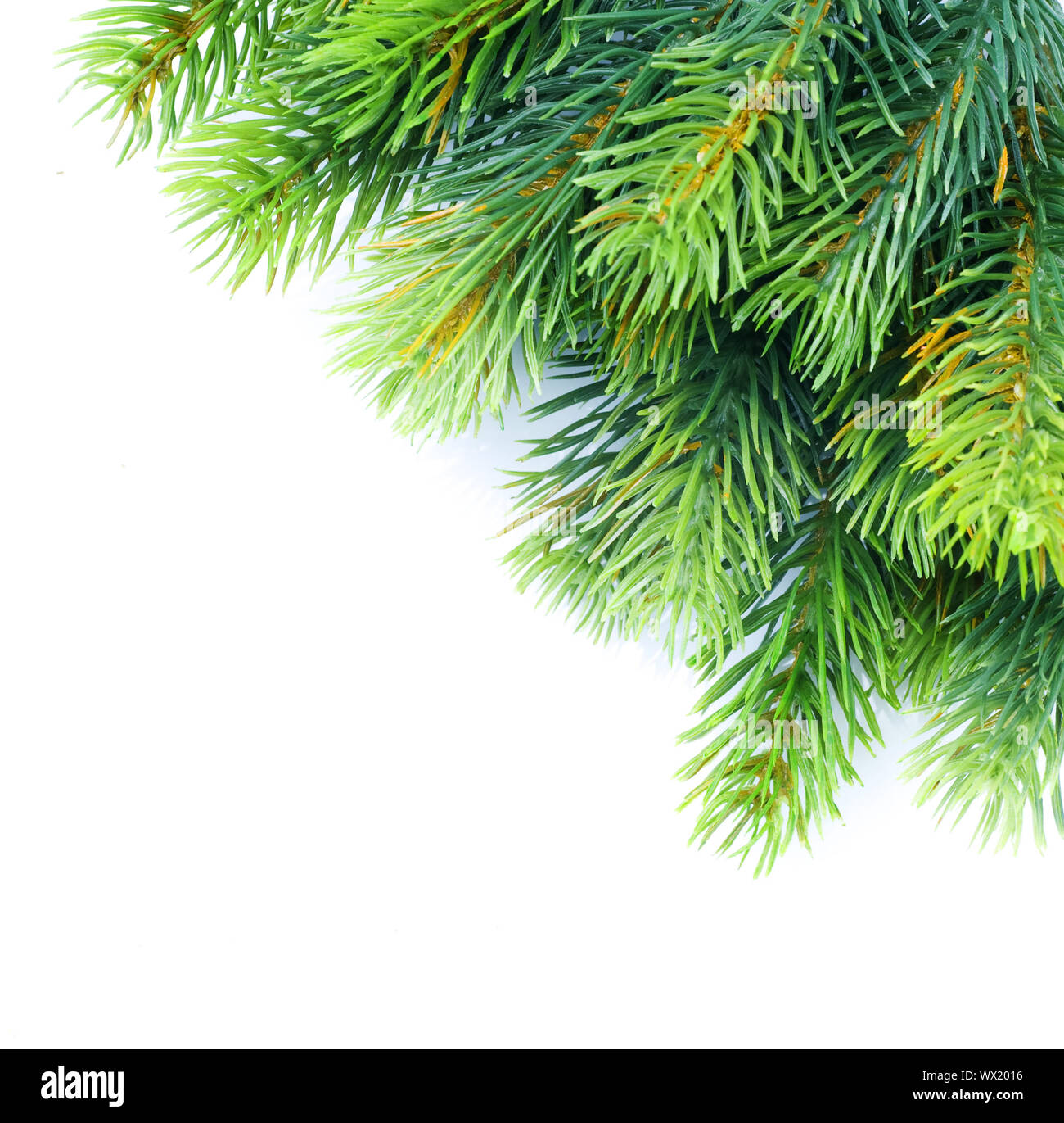 Christmas tree branches border over white Stock Photo - Alamy
