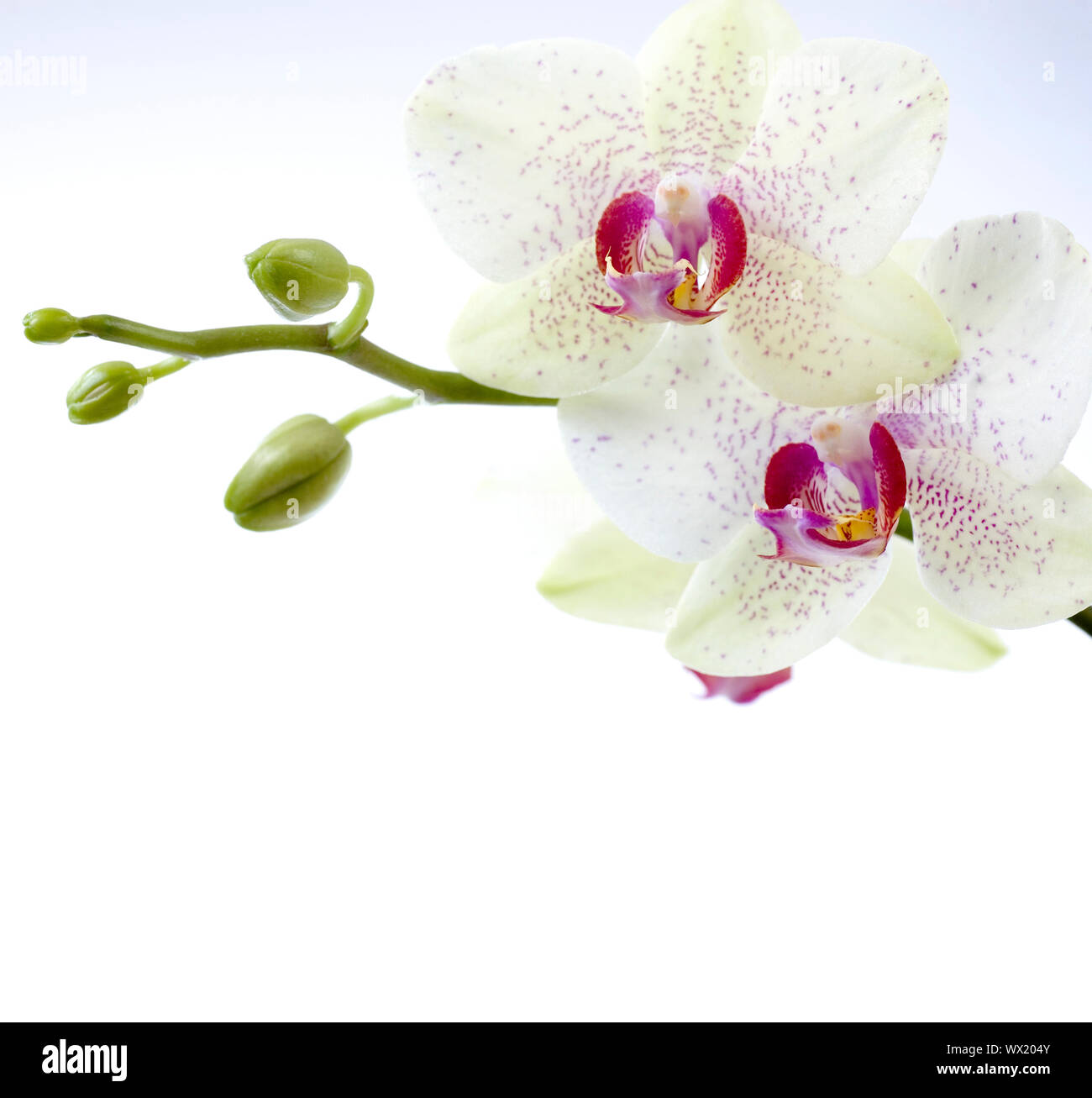 Beautiful Orchids Border Stock Photo - Alamy