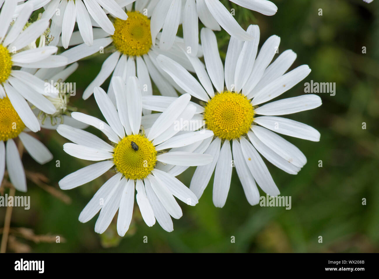 False chamomile hi-res stock photography and images - Alamy