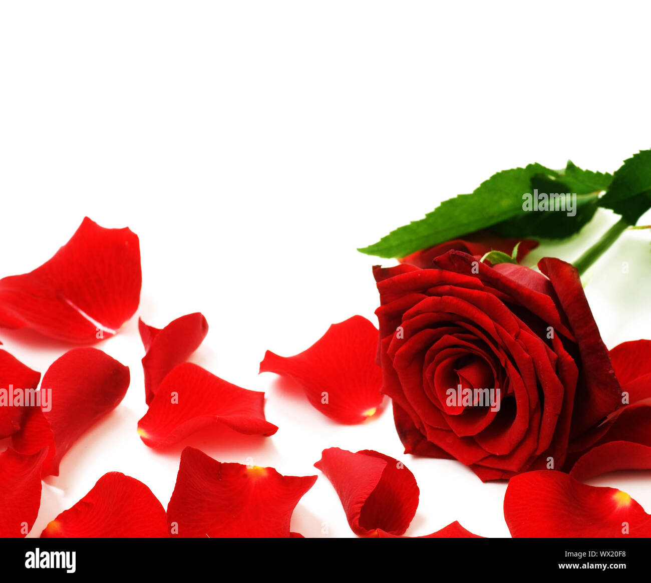 Red Rose & Petals Border Stock Photo - Alamy