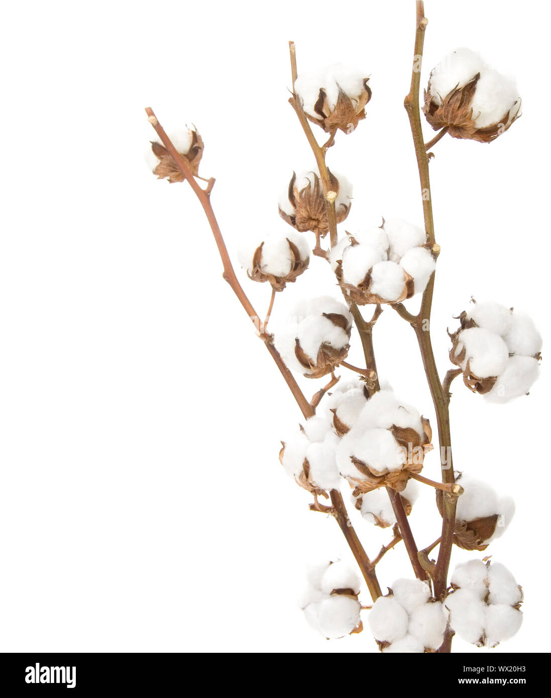 Macro texture pure cotton Cut Out Stock Images & Pictures - Alamy